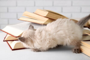 225+ Best Literary Cat Names for Your New Pet - Bona Fide Bookworm